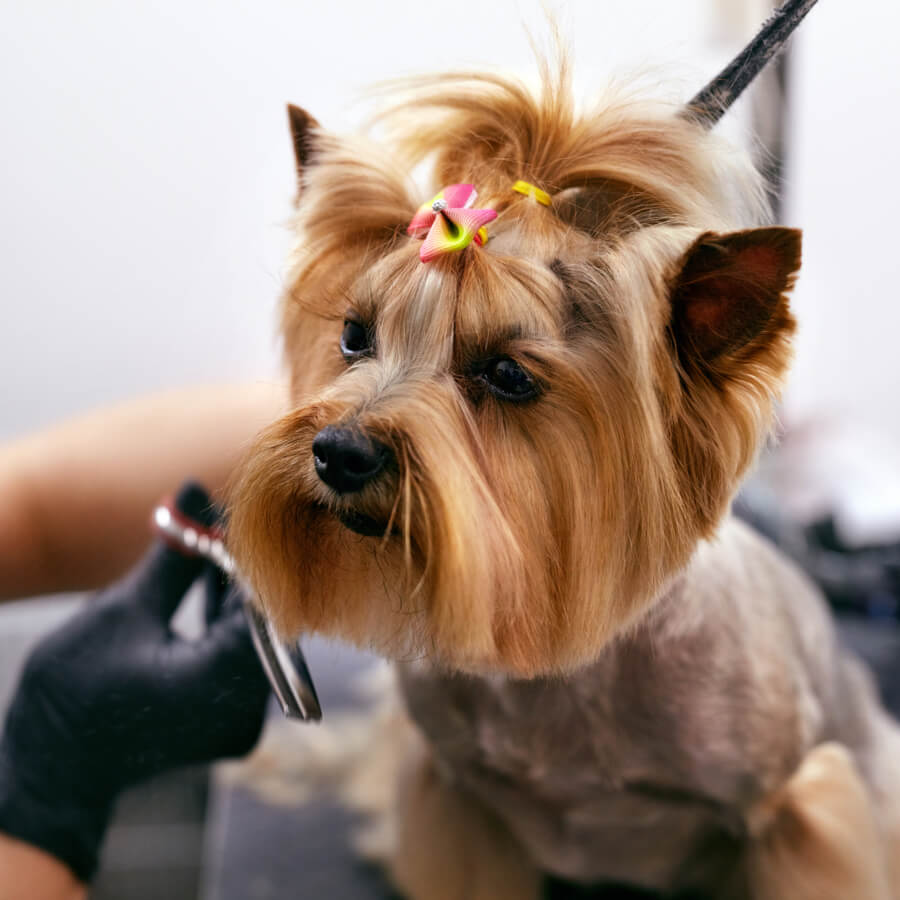 Cortes De Pelo Para Perros Tipos Fotos Y Ejemplos 2667